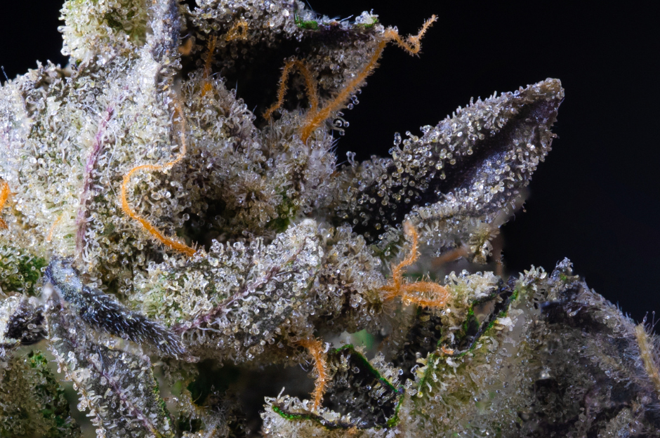 Exploring Unique Strains: Super Boof, Glitter Bomb, and More